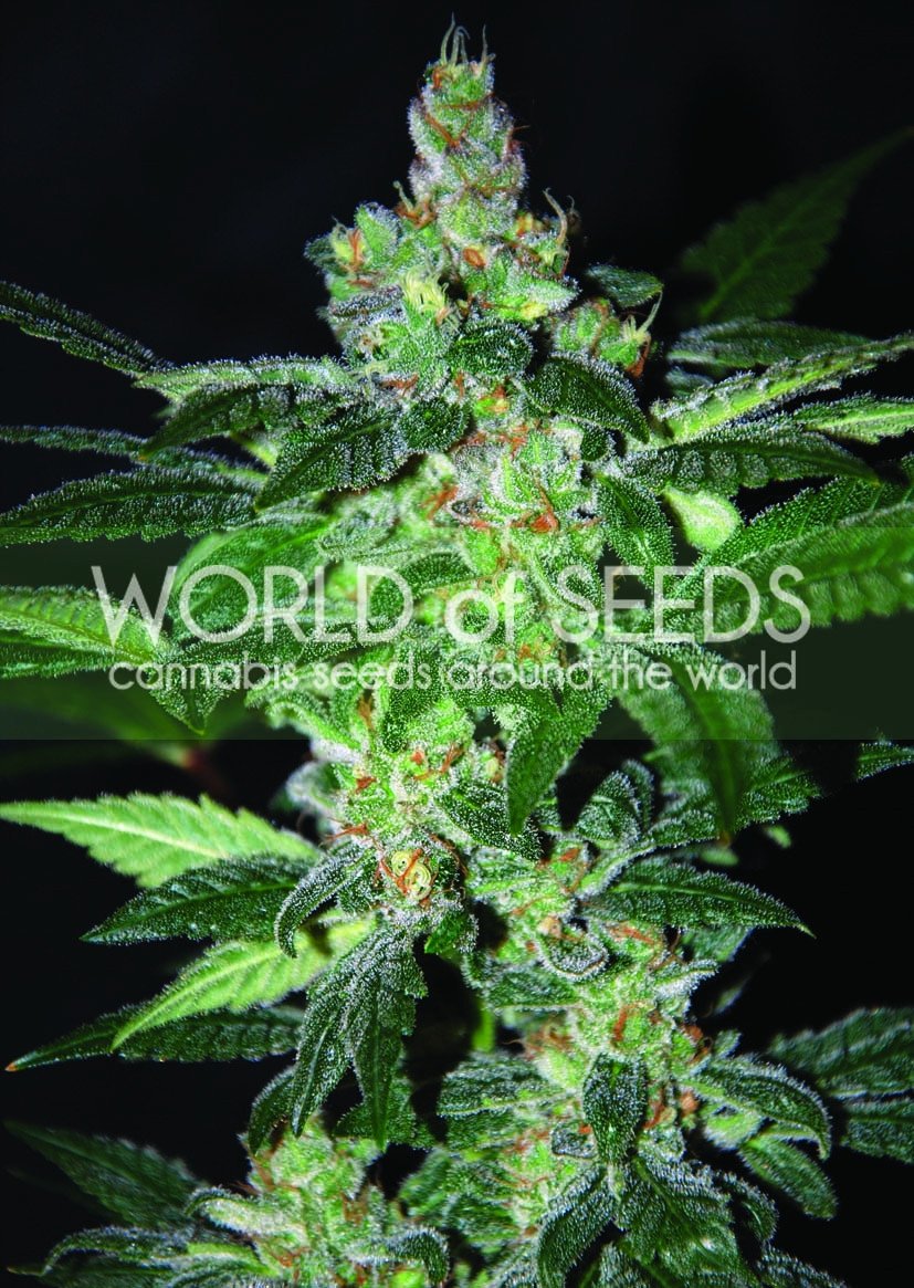 Buy Amnesia Feminized Seeds at the best price!