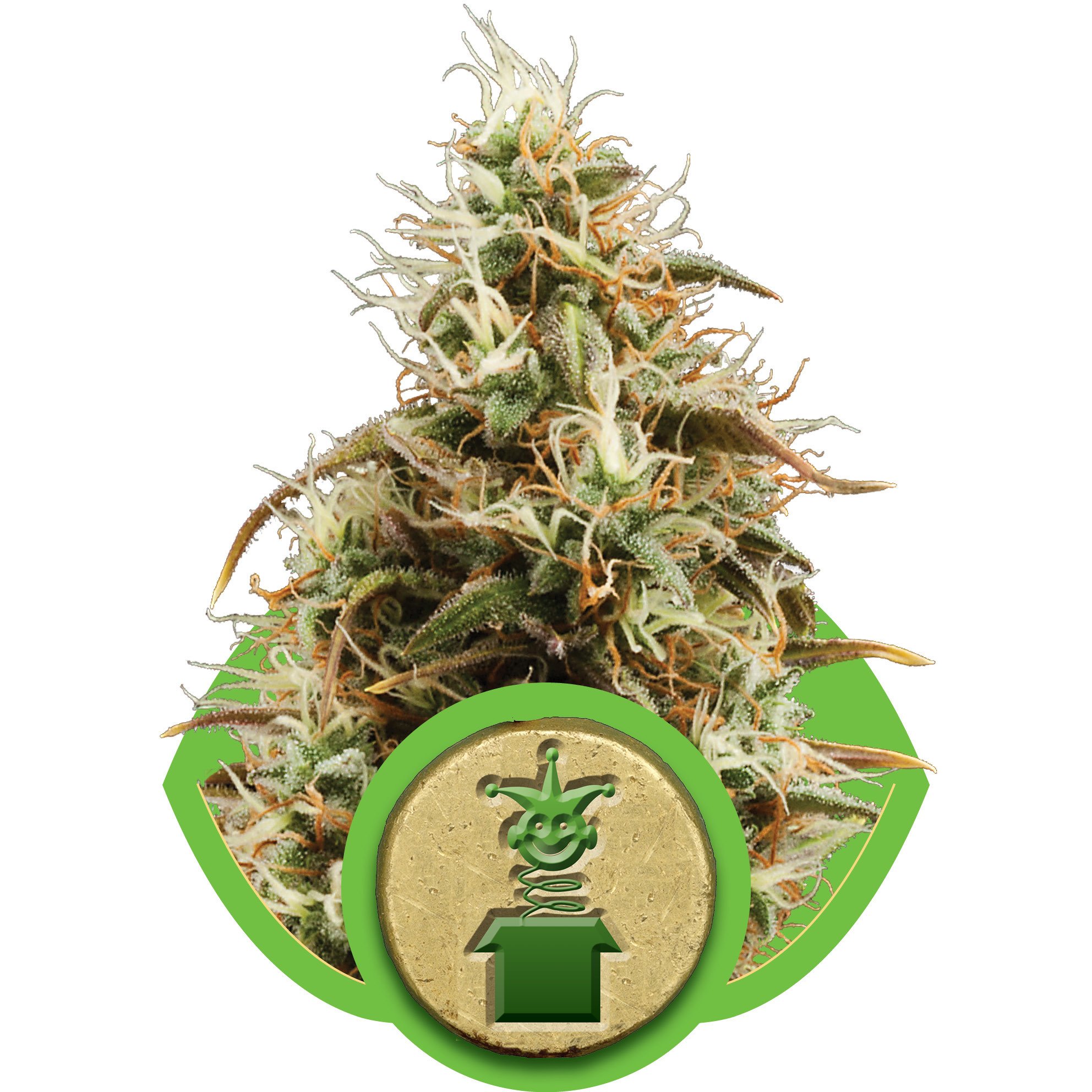 Buy Royal Jack Autoflowering Seeds at the best price!